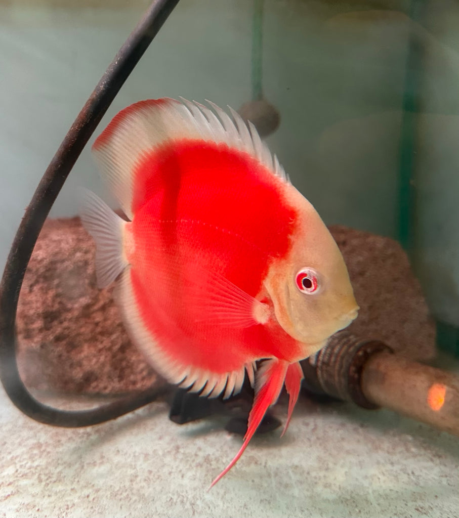 Albino Red Cover Discus – The Fin Shop