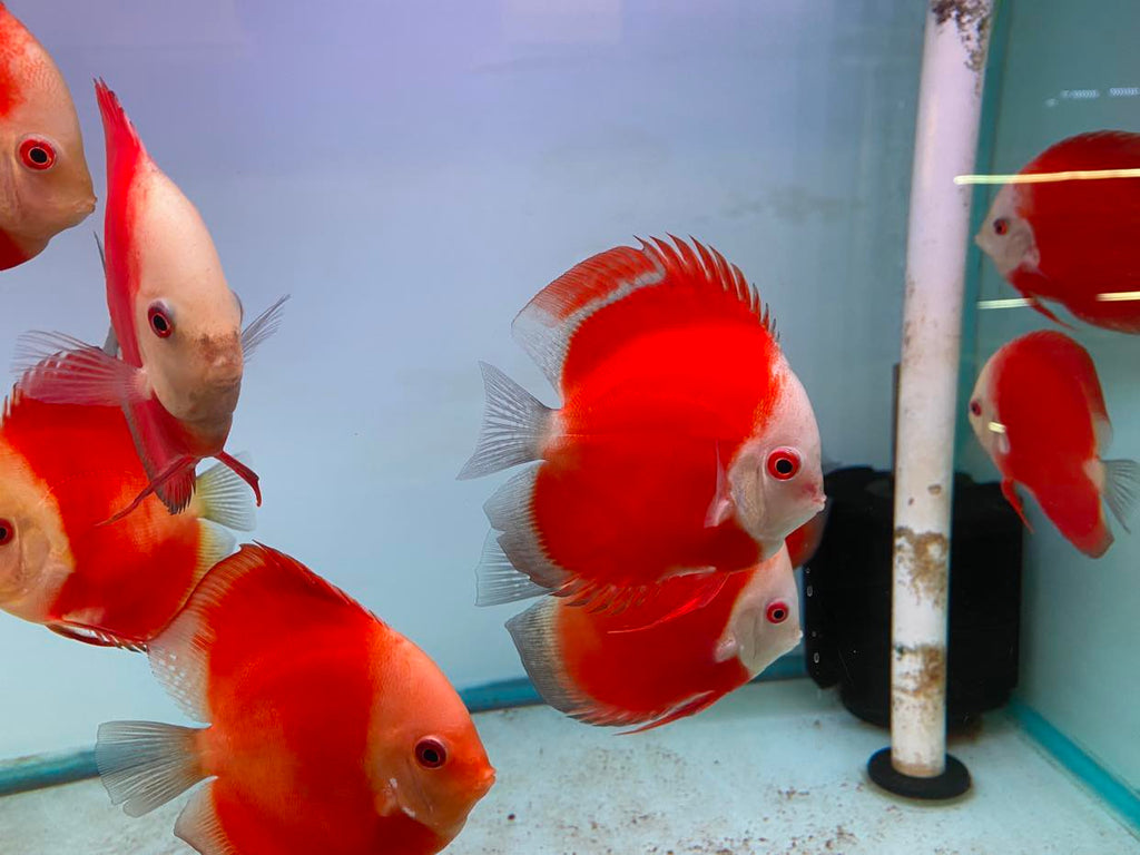 Red Melon Discus – The Fin Shop
