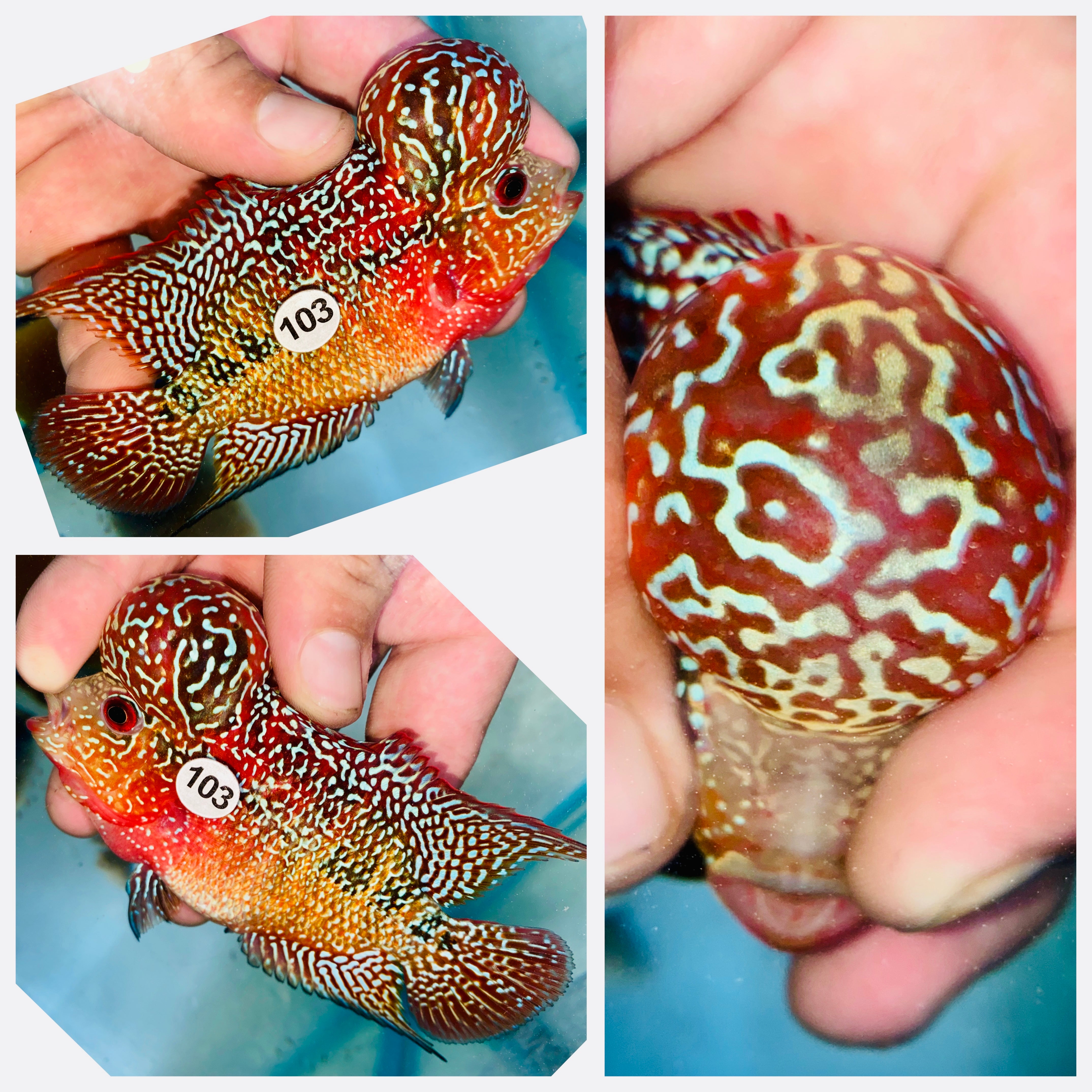 Flowerhorn – The Fin Shop
