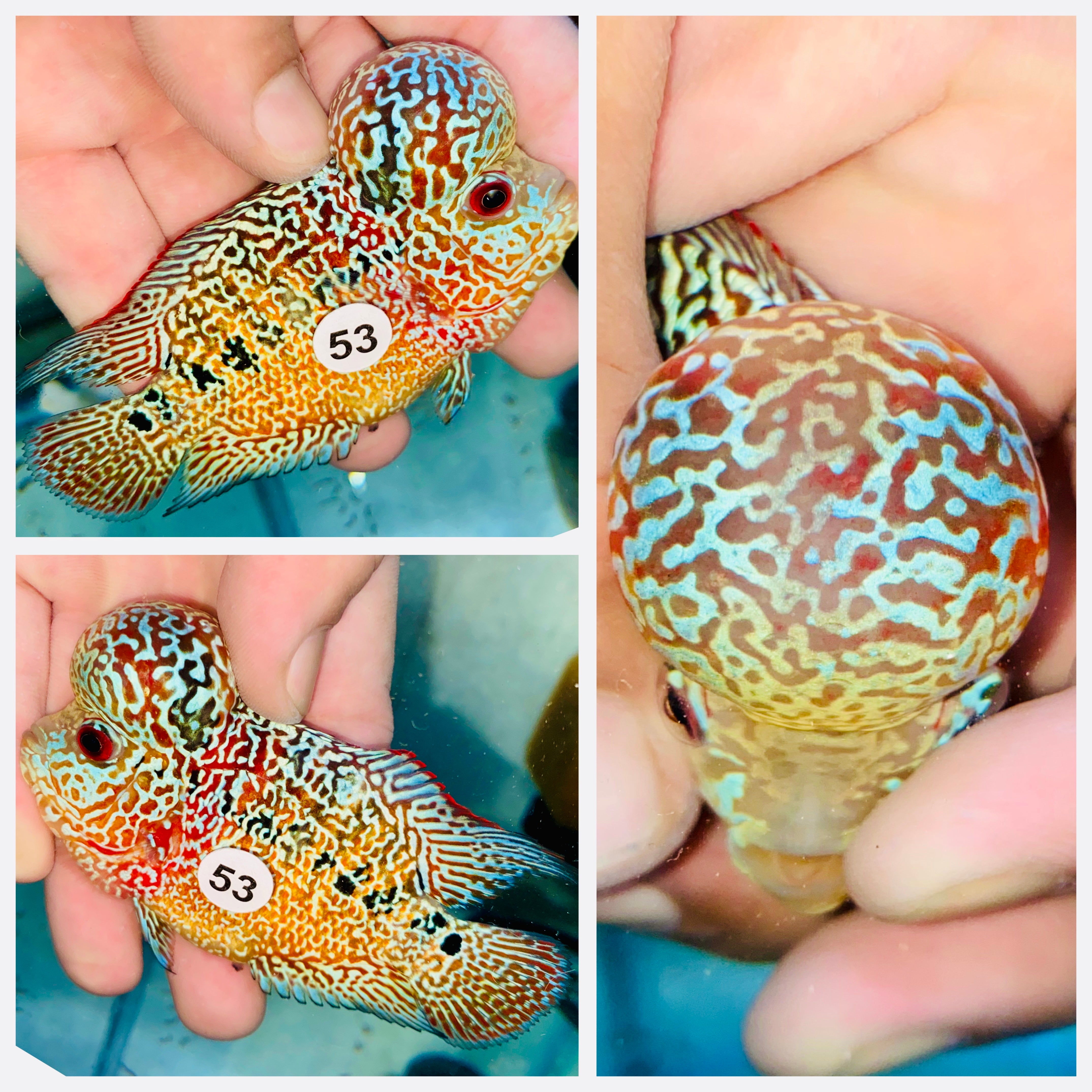 Flowerhorn – The Fin Shop